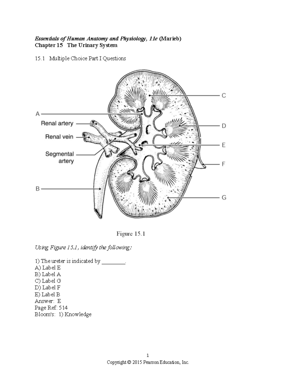 Ch 15 Test Bank: The Urinary System - Essentials of Human Anatomy - Studocu