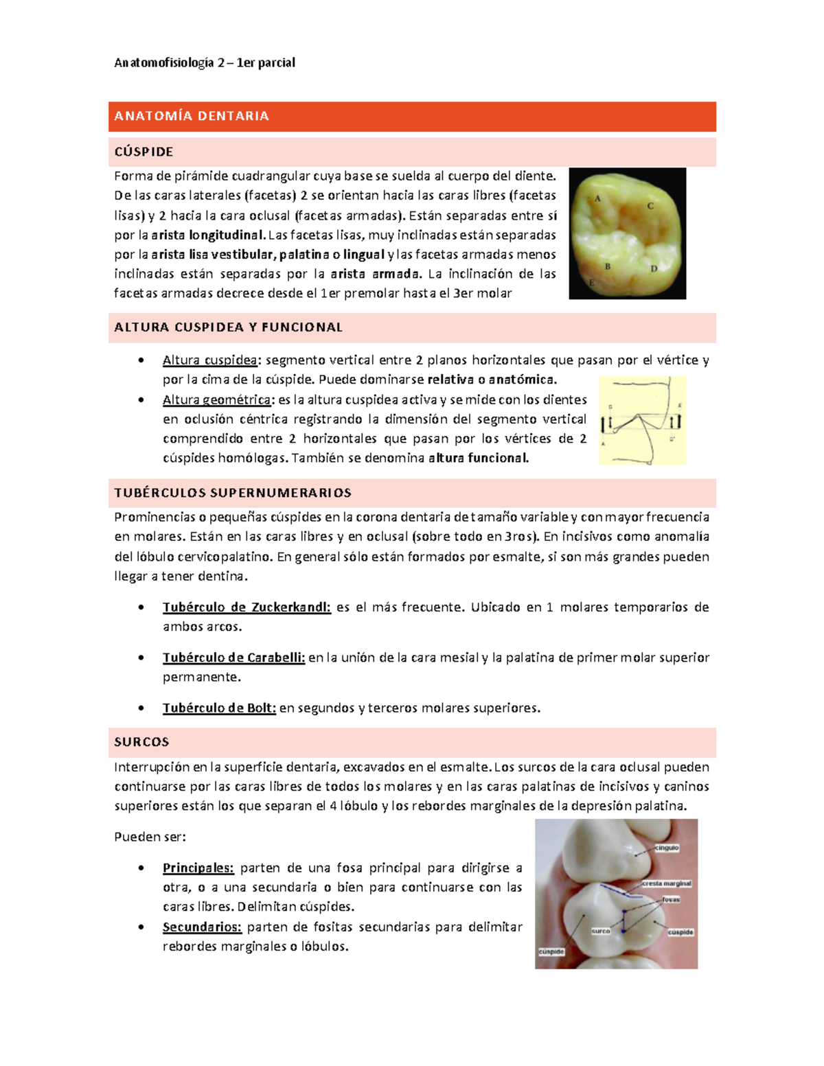 Anatomía dentaria - anato - ANATOMÍA DENTARIA CÚSPIDE Forma de pirámide ...