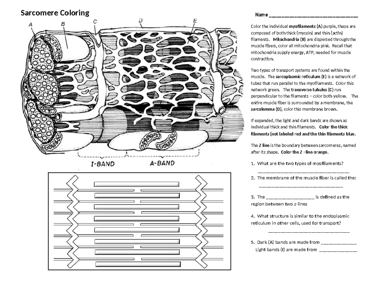 Type 2a Muscle Fibers Coloring Pages [2025]