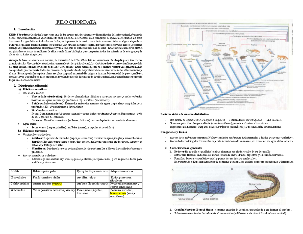 FILO CHORDATA 2: Apuntes sobre Urocordados y Cefalocordados - Studocu