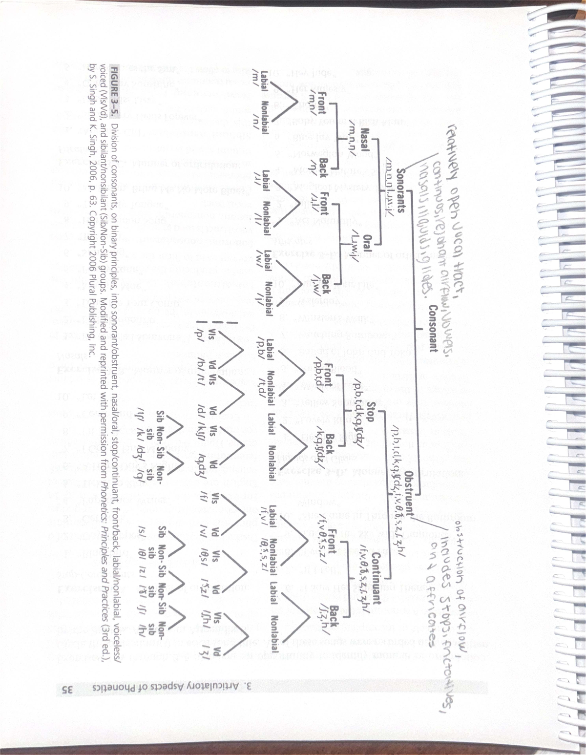 Final Exam Review Notes for Phonetics (XYZ 101) - Studocu