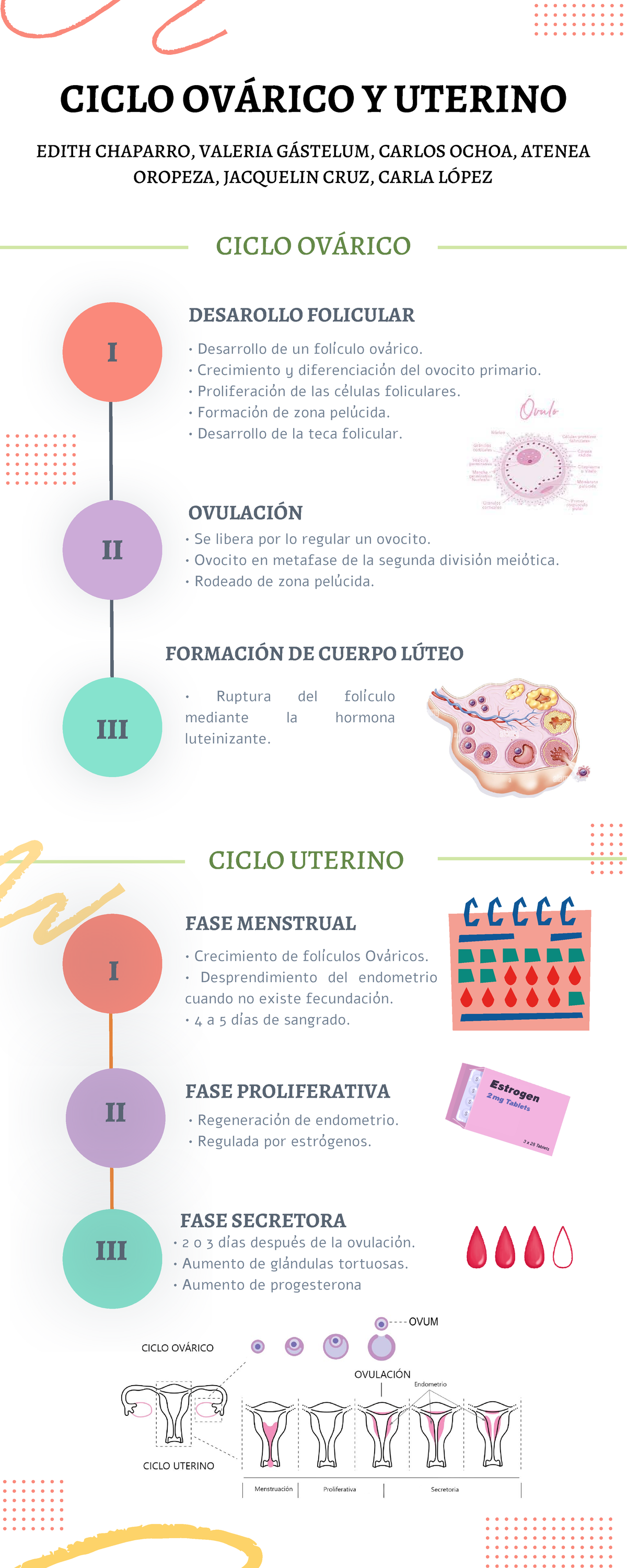 Ciclo Ováricos y Uterinos: Línea Temporal Detallada - Studocu