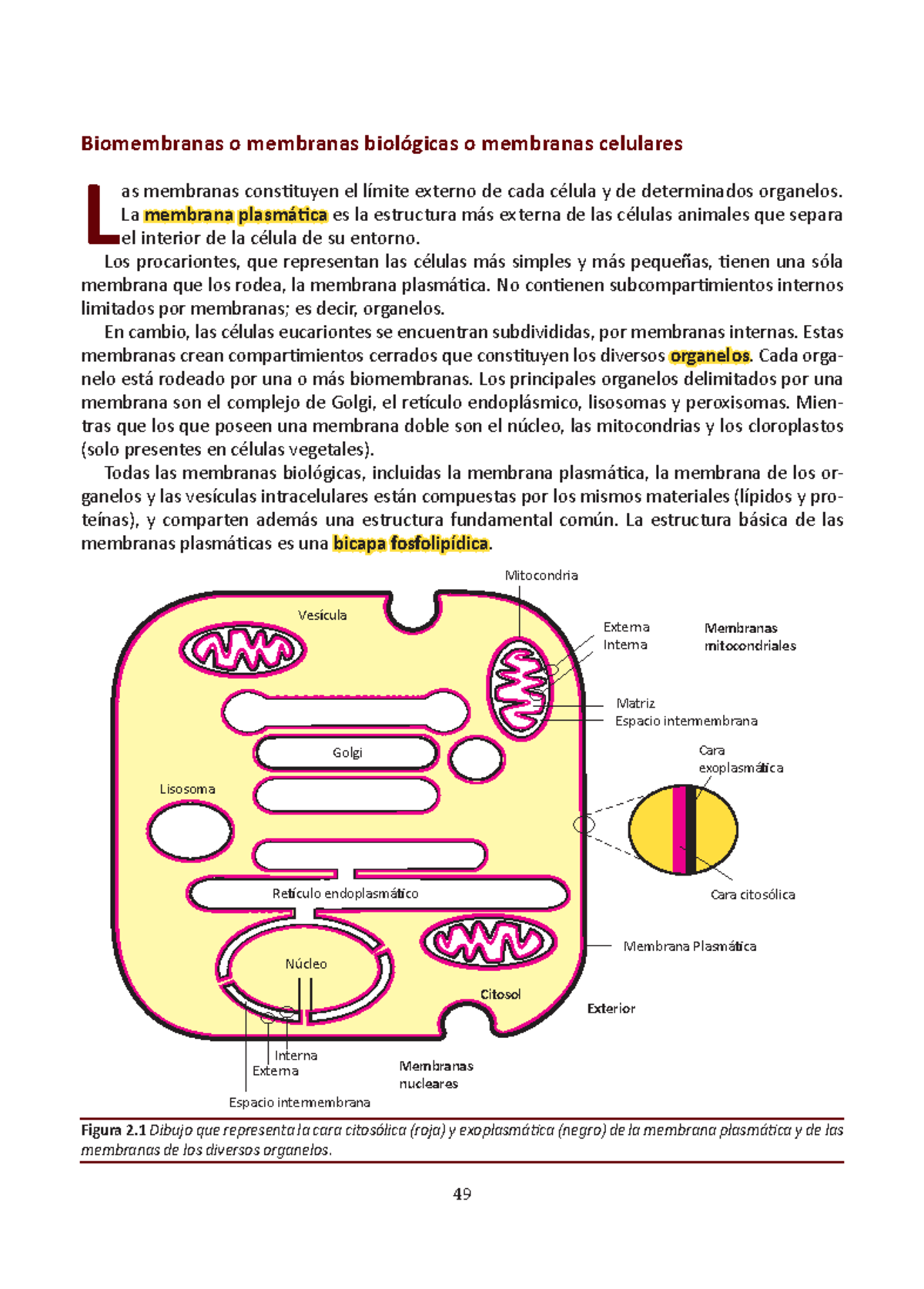 Membranas Biológicas: Estructura y Funciones en la Célula (UAS/DGEP ...