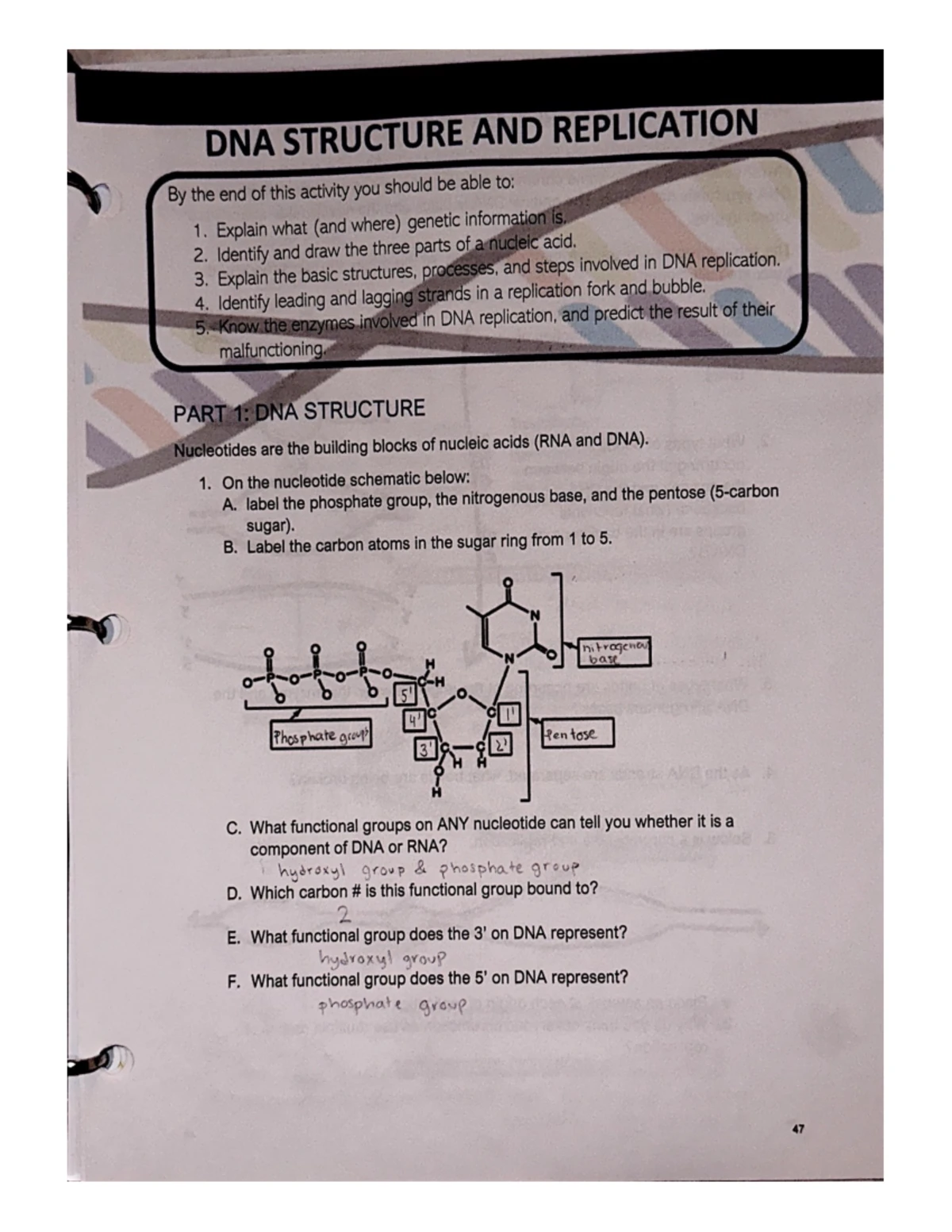 DNA Replication & Structure Study Guide - Studocu