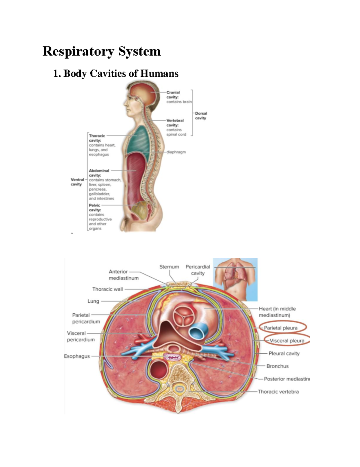 Respiratory System - Physiology Class Notes (PHYS 101) - Studocu