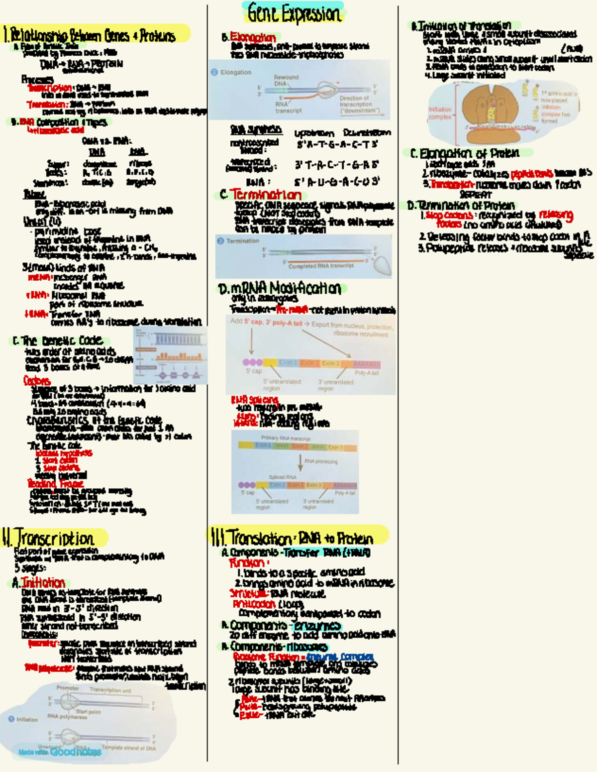 Biology Notes 7: Gene Expression & Protein Synthesis Overview - Studocu