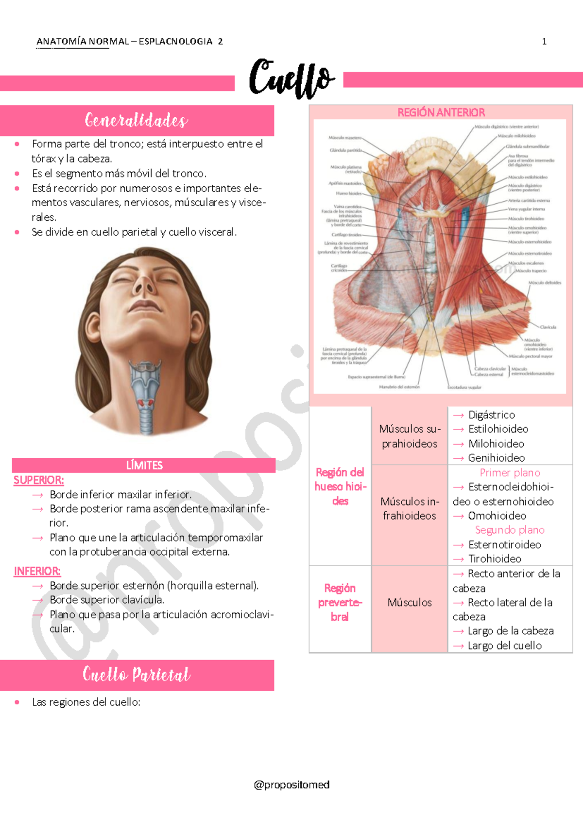 Anatomía Normal del Cuello - Esplacnología 2 1 0 00 00 00 00 00 00 00 ...