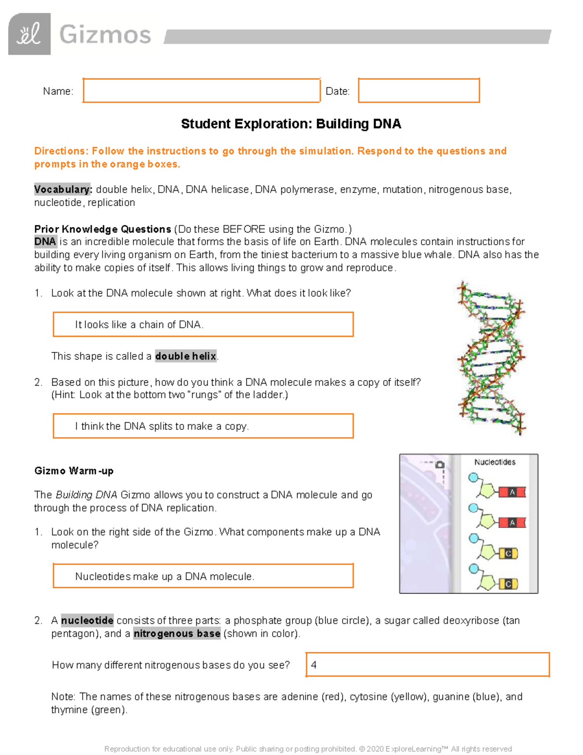 Exploration of DNA Structure and Replication - Student Activity - Studocu