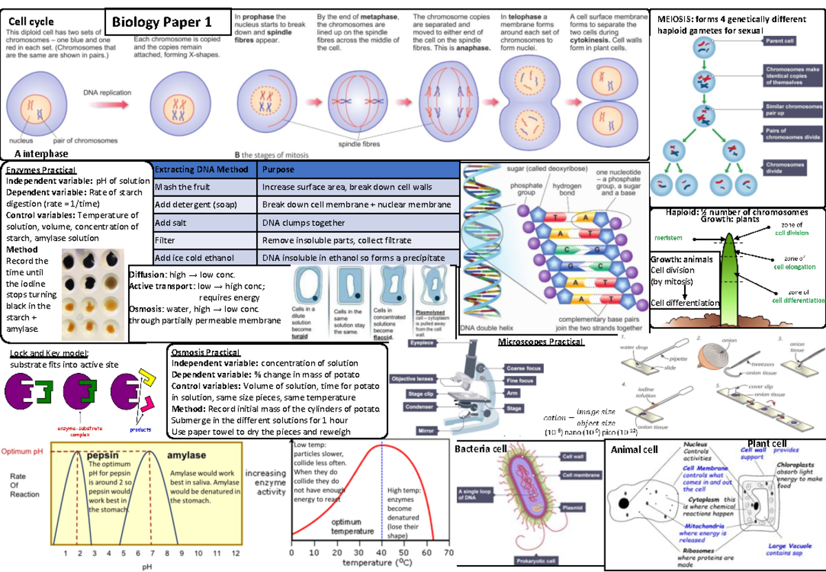 Biology Paper 1 Last Minute Revision Notes for Exam Preparation - Studocu