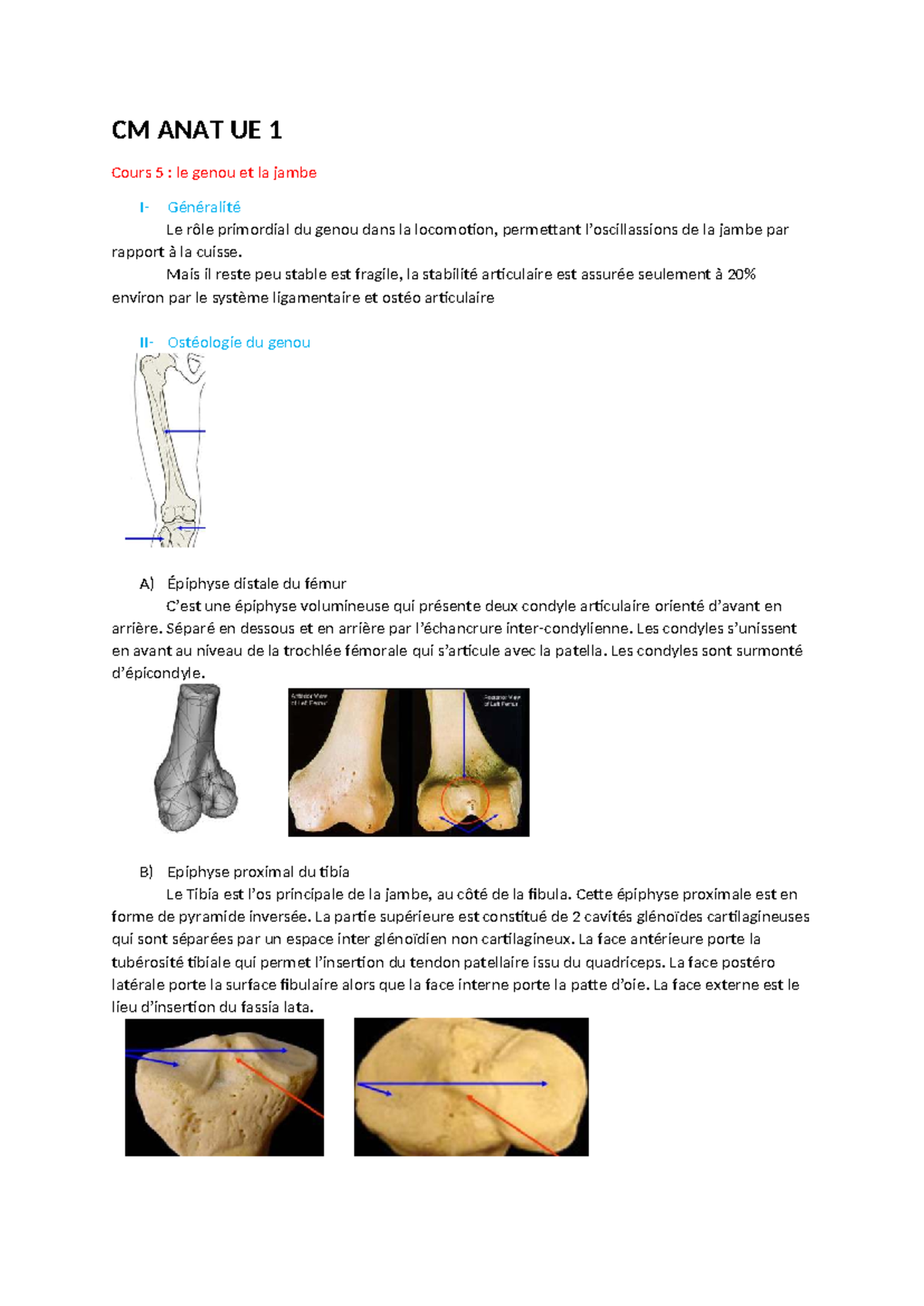 CM ANAT UE 1 Cours 5 : Anatomie du Genou et de la Jambe - Studocu
