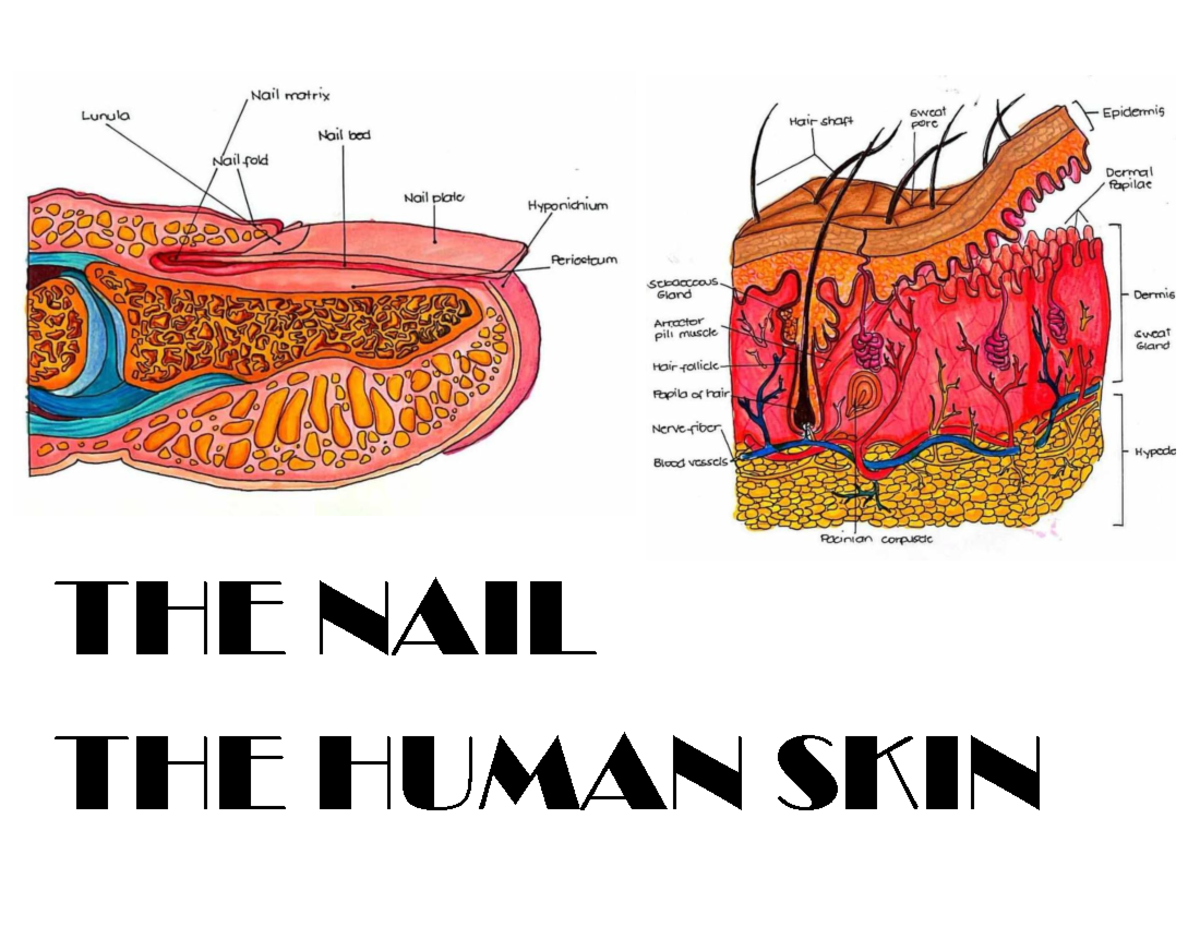 THE NAIL - THE NAIL DRAWING REFERENCE - THE NAIL THE HUMAN SKIN The ...