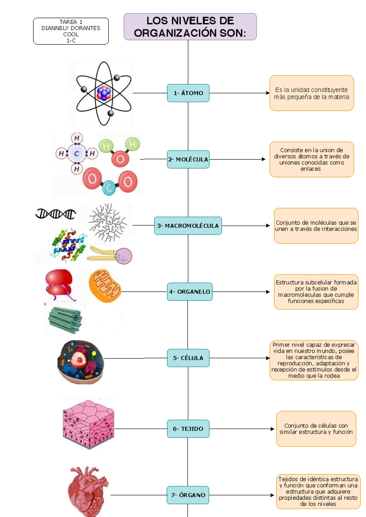 Niveles De Organizacin De Los Seres Vivos Resumen Estructura Y