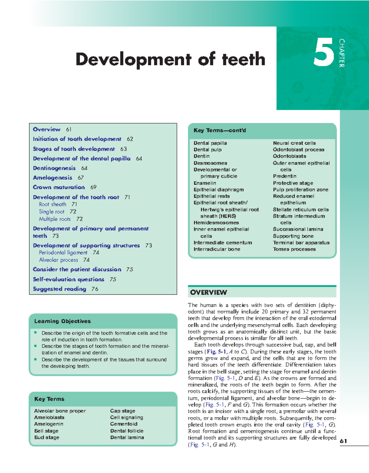 Development of Teeth: Stages, Processes, and Key Terms - Studocu