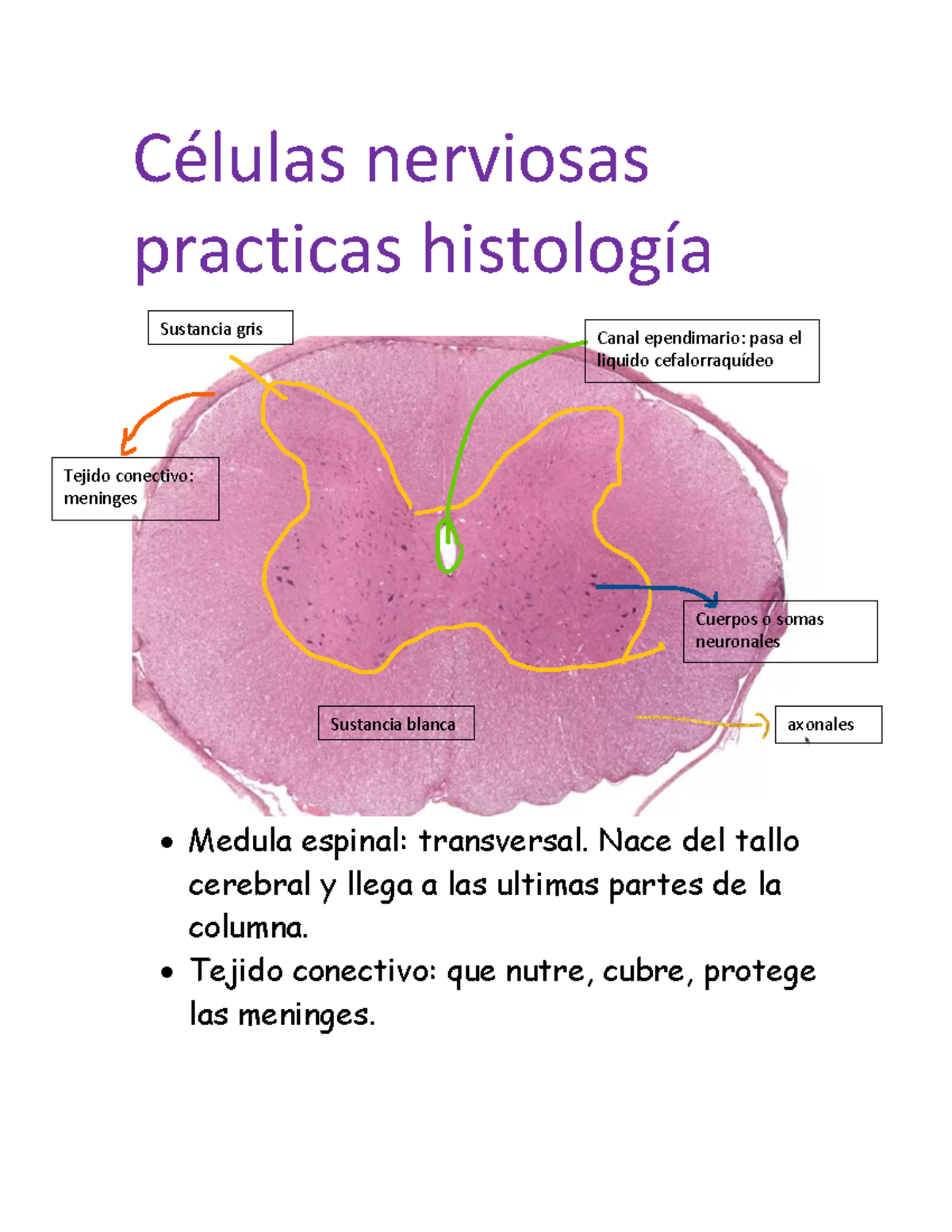 Células nerviosas practicas histología - Células nerviosas practicas ...