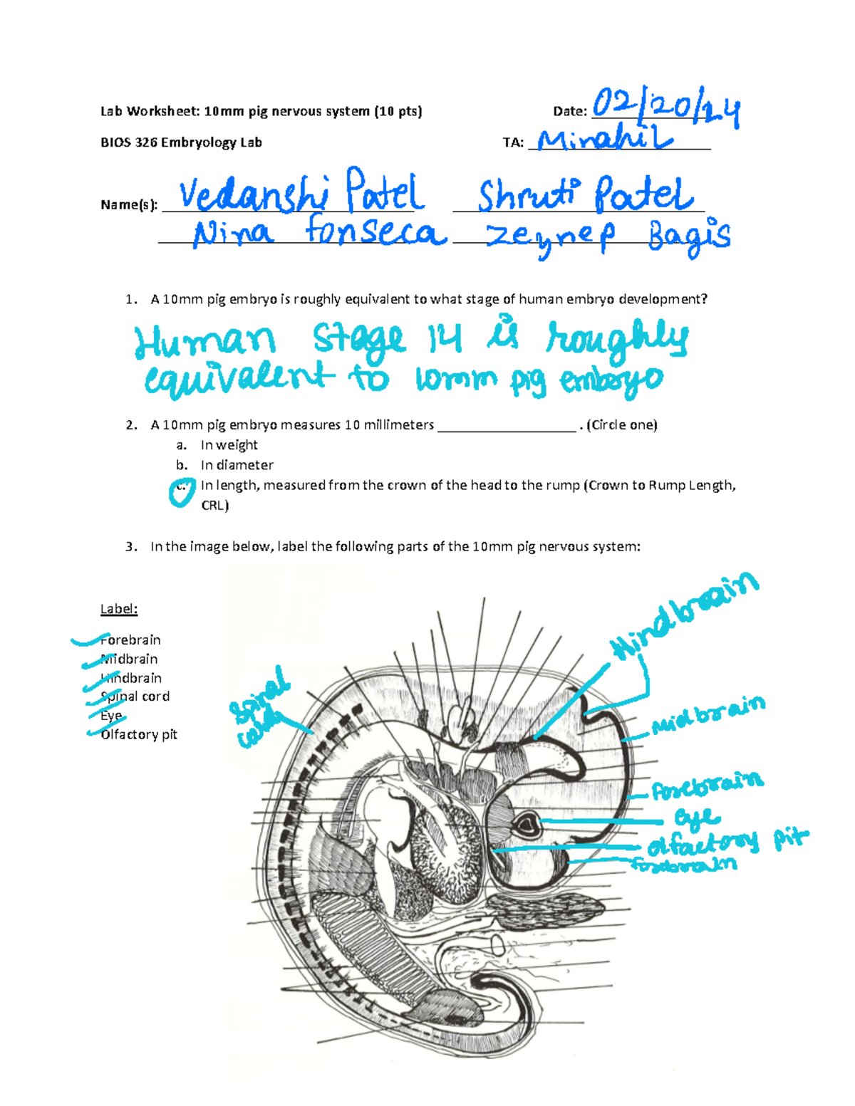 Embro worksheet lab 2 - Lab Worksheet: 10mm pig nervous system (10 pts ...