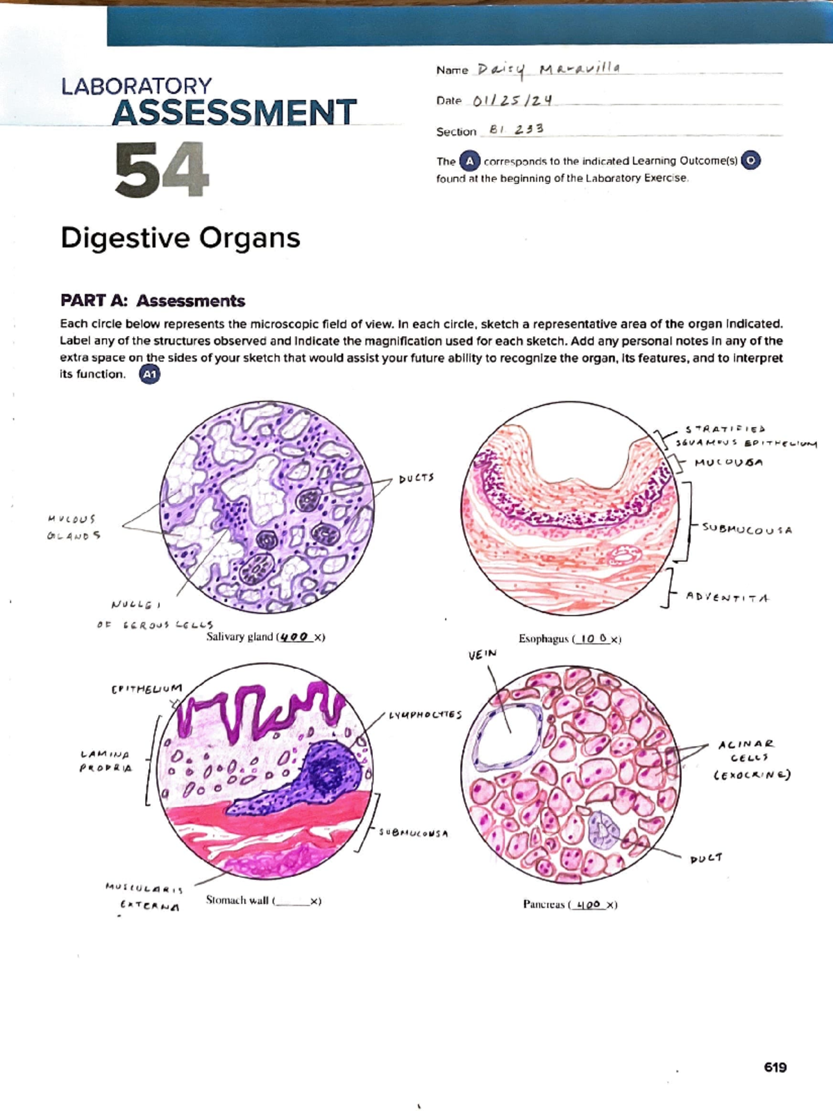 Laboratory Assessment 54: Digestive Organs Analysis and Sketches - Studocu