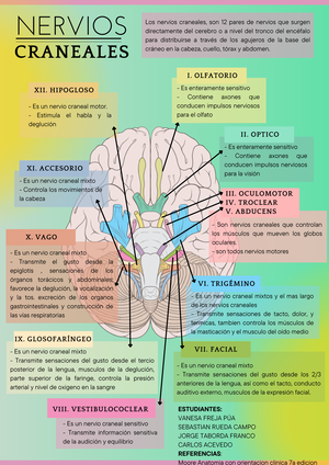 Irrigación e Inervación del esofago - Irrigación del Esófago En el ...