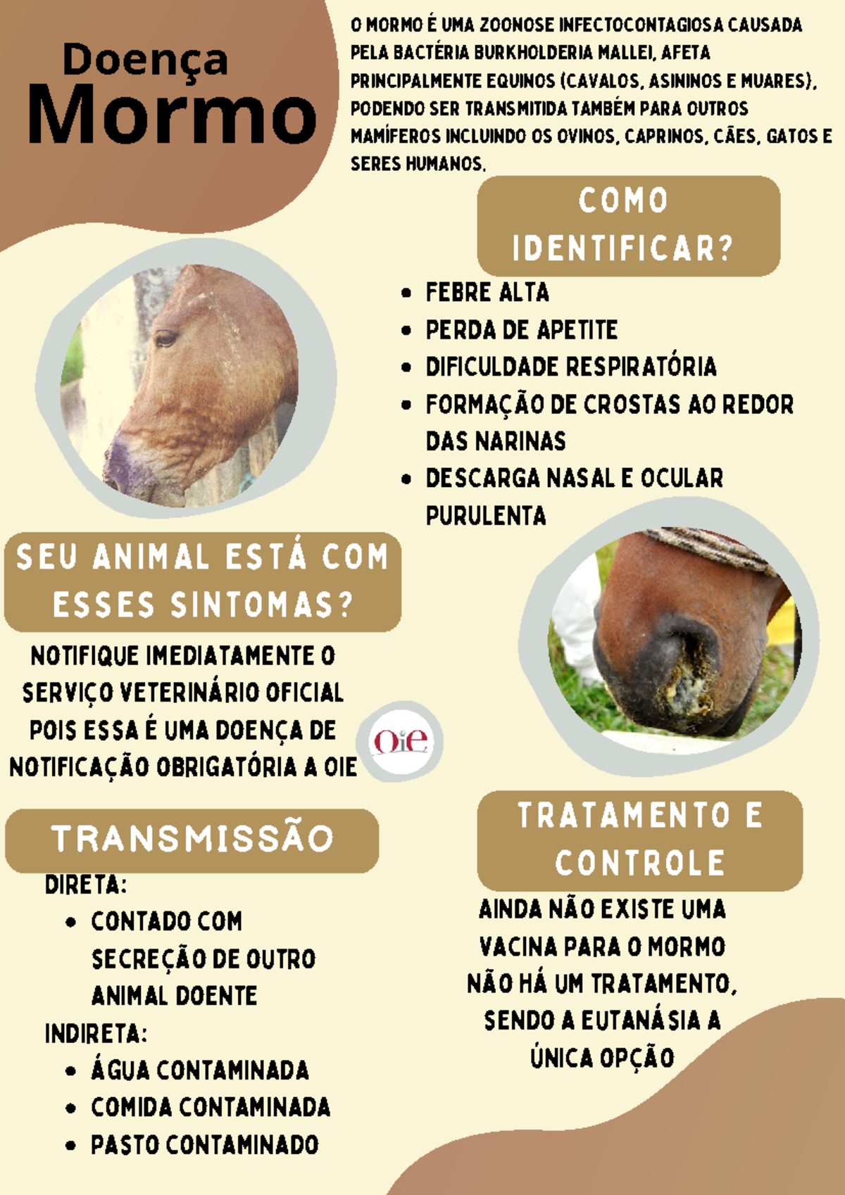 Mormo 20240617 170155 0000 - TRANSMISSÃO SEU ANIMAL ESTÁ COM ESSES ...