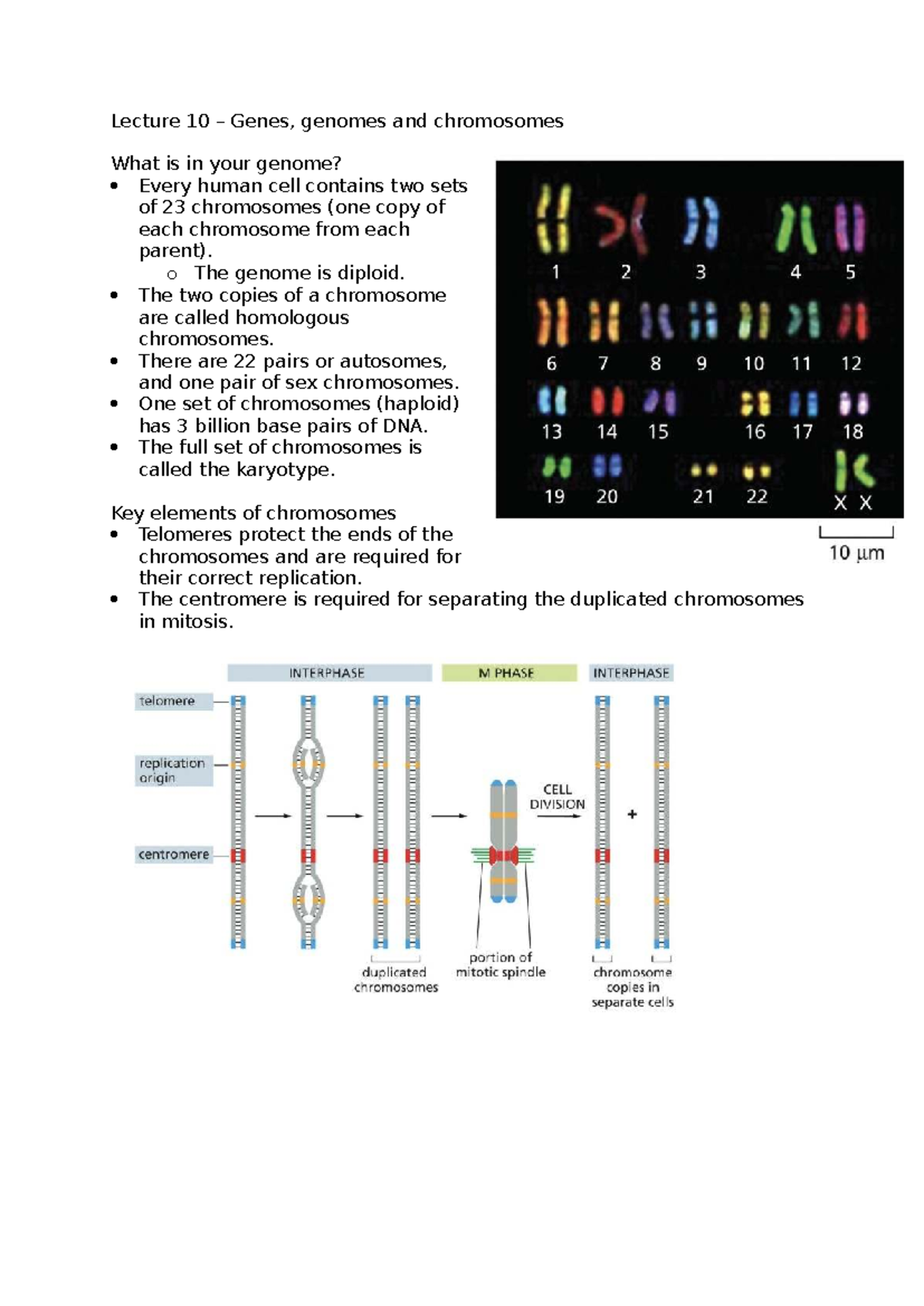 Lecture 10: Understanding Genes, Genomes, and Chromosomes - Studocu