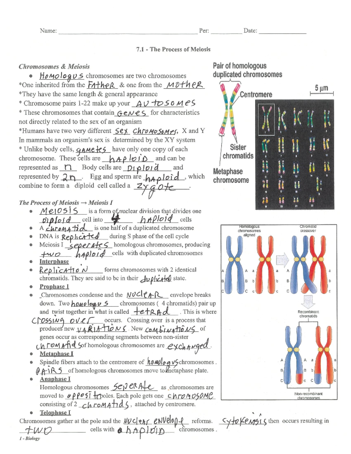 Meiosis 7.1 notes and key plus meiosis worksheets - Name: Per: Date: 7 ...