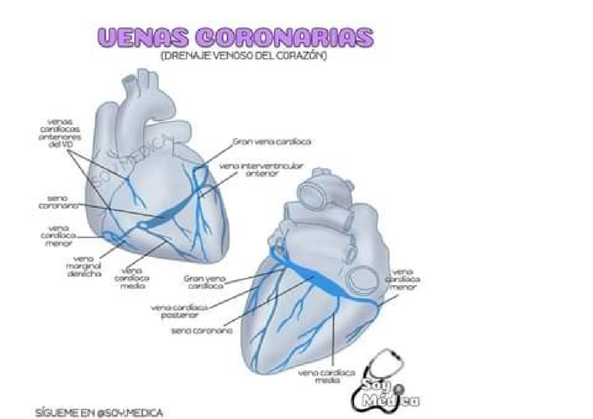 Drenaje Venoso del Corazón: Venas y Estructuras (Med 4) - Studocu