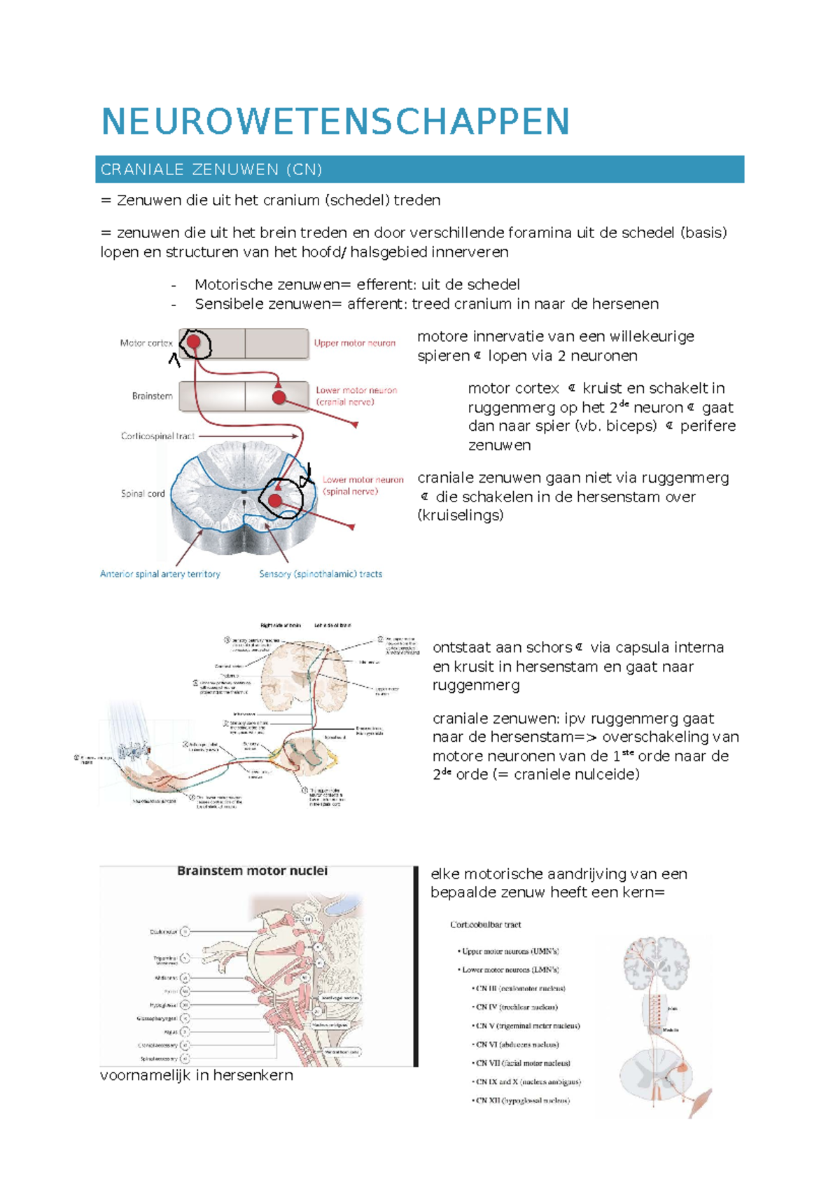 Neurowetenschappen 1: Overzicht van de Craniale Zenuwen - Studocu
