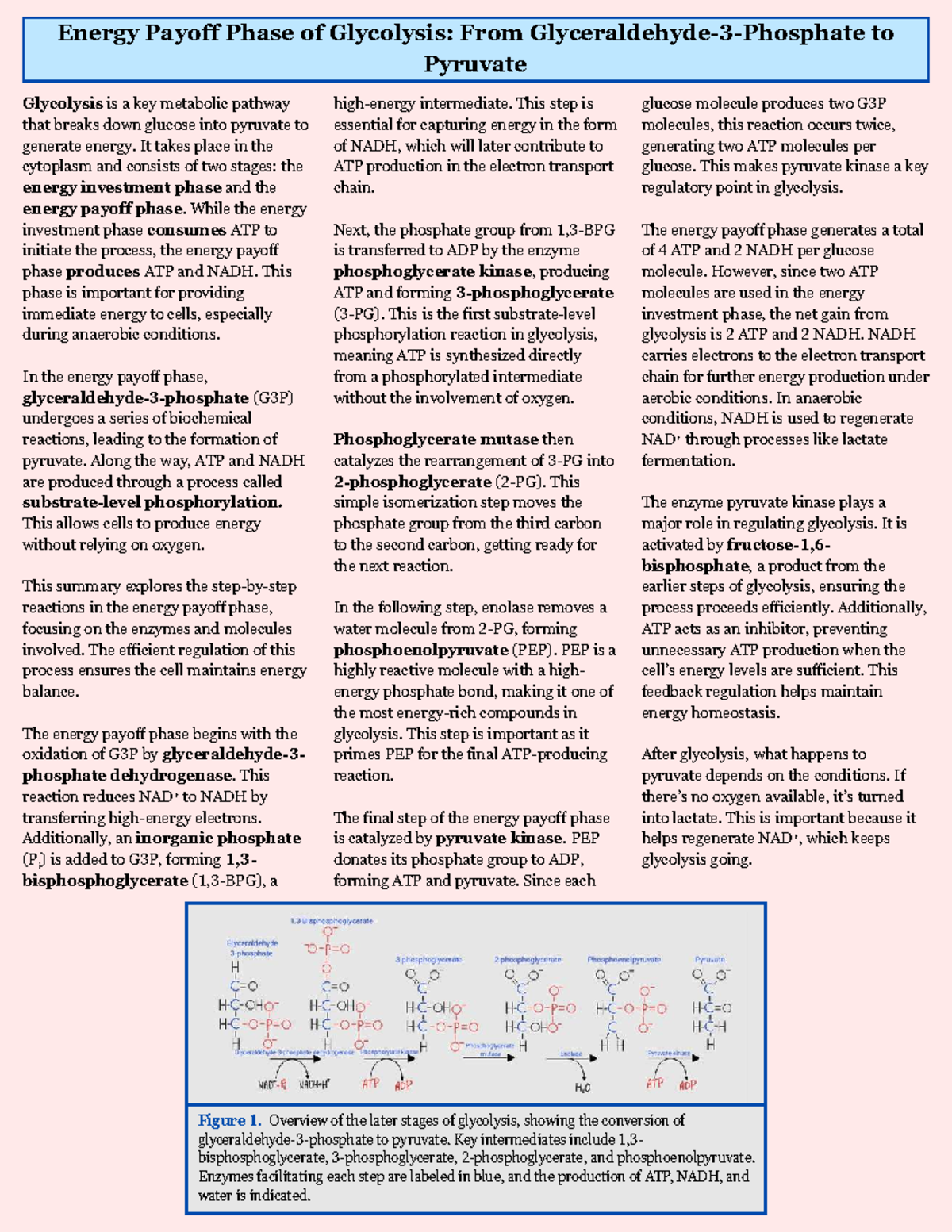 Energy Payoff Phase of Glycolysis: G3P to Pyruvate Overview - Studocu