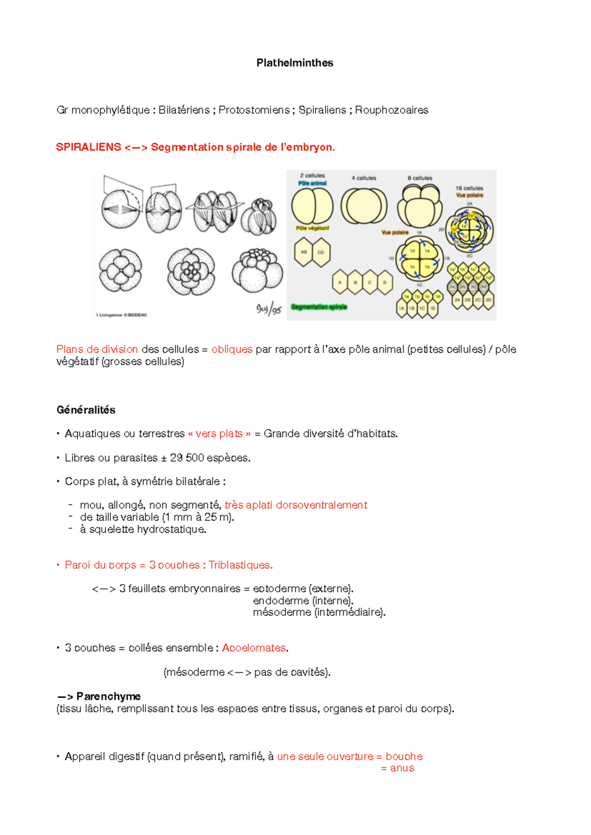 2. Plathelminthes - Notes de cours 1 - Plathelminthes Gr monophylétique ...