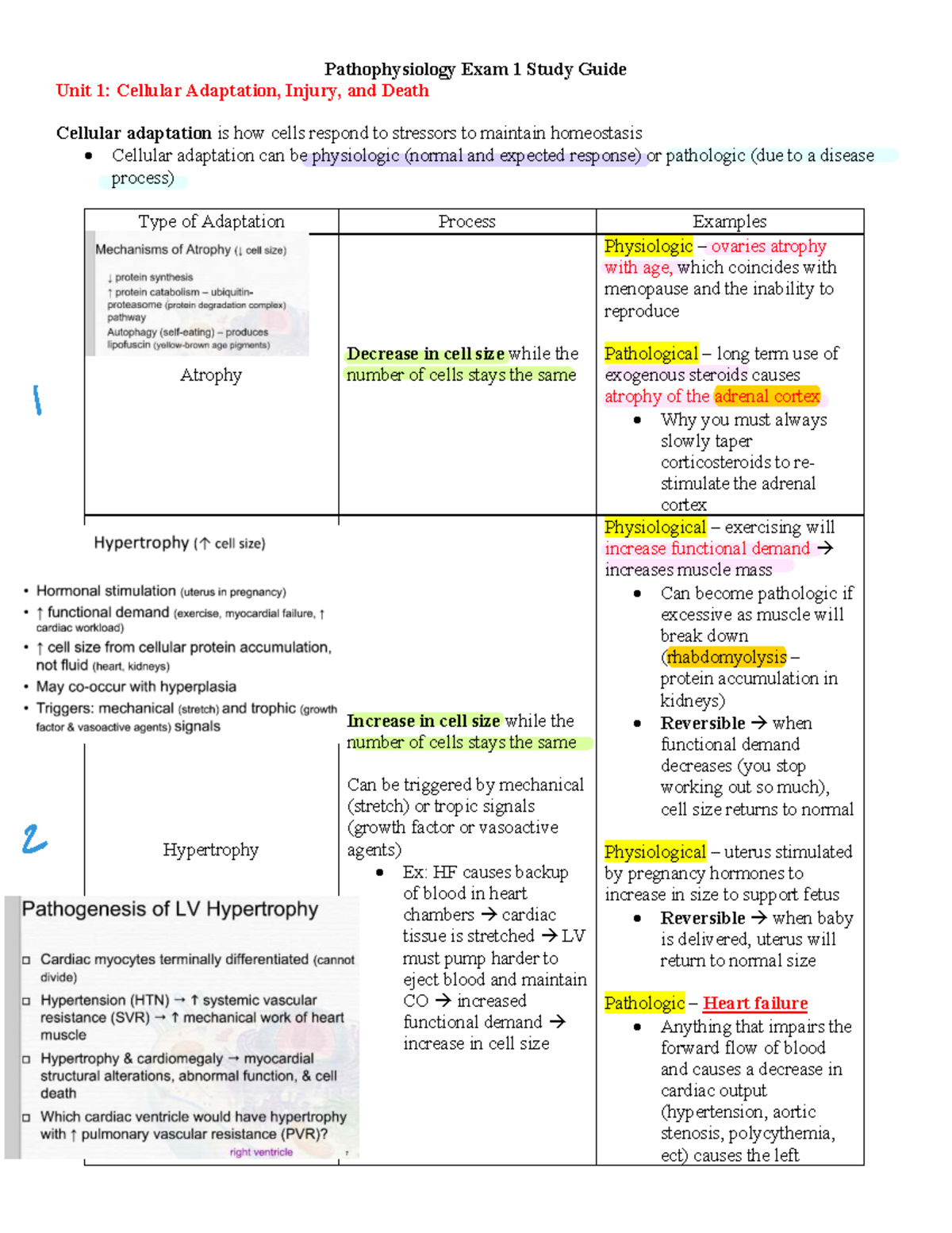 Pathophysiology Exam 1 Study Guide: Cellular Adaptation & Injury - Studocu