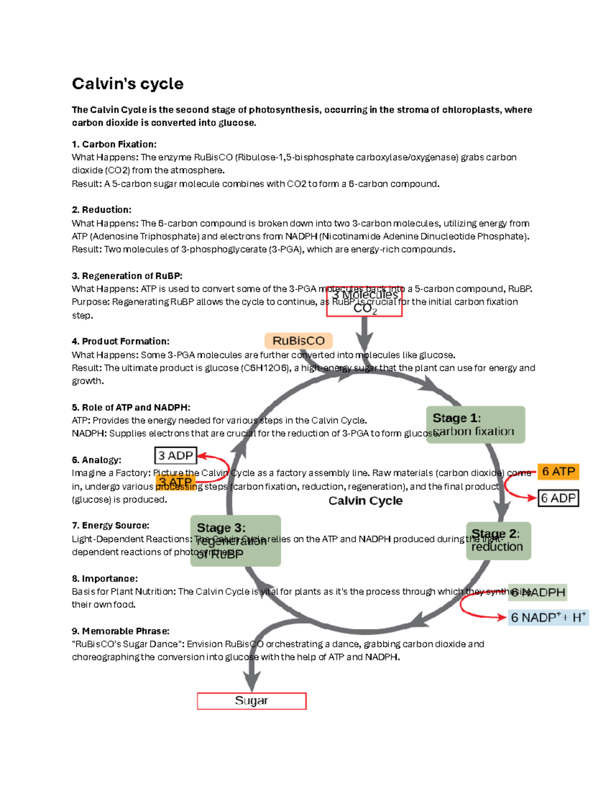 Biology 101: Calvin Cycle, Krebs Cycle & Glycolysis Study Guide - Studocu