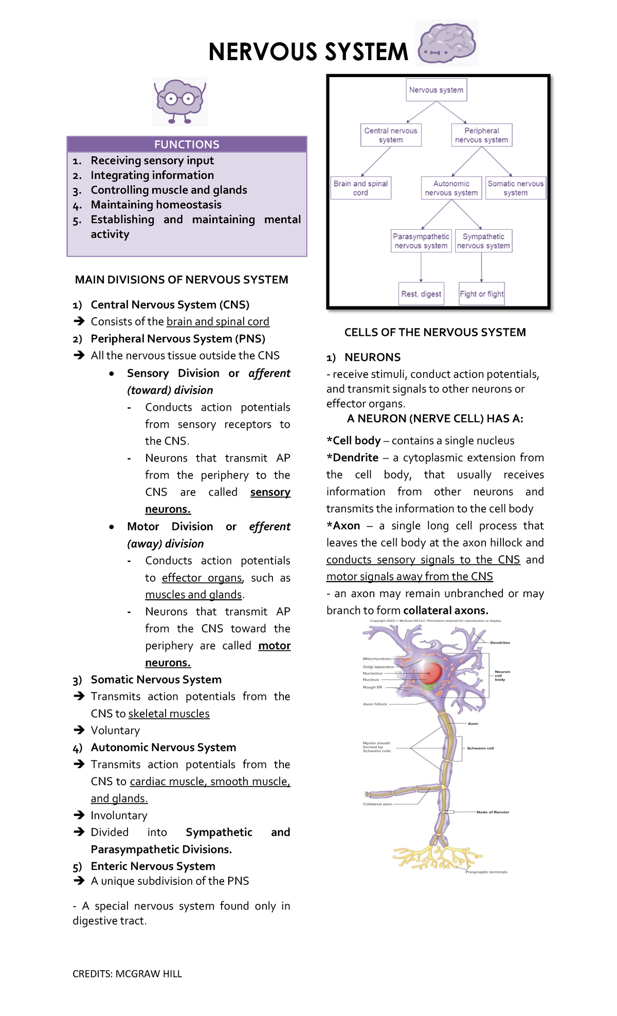 Nervous-System - Nervous-System - Anatomy and Physiology - MAIN ...