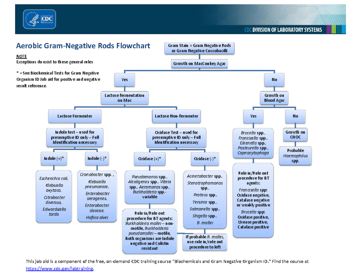 Aerobic Gram-Negative Rods Identification Flowchart 508 - Studocu