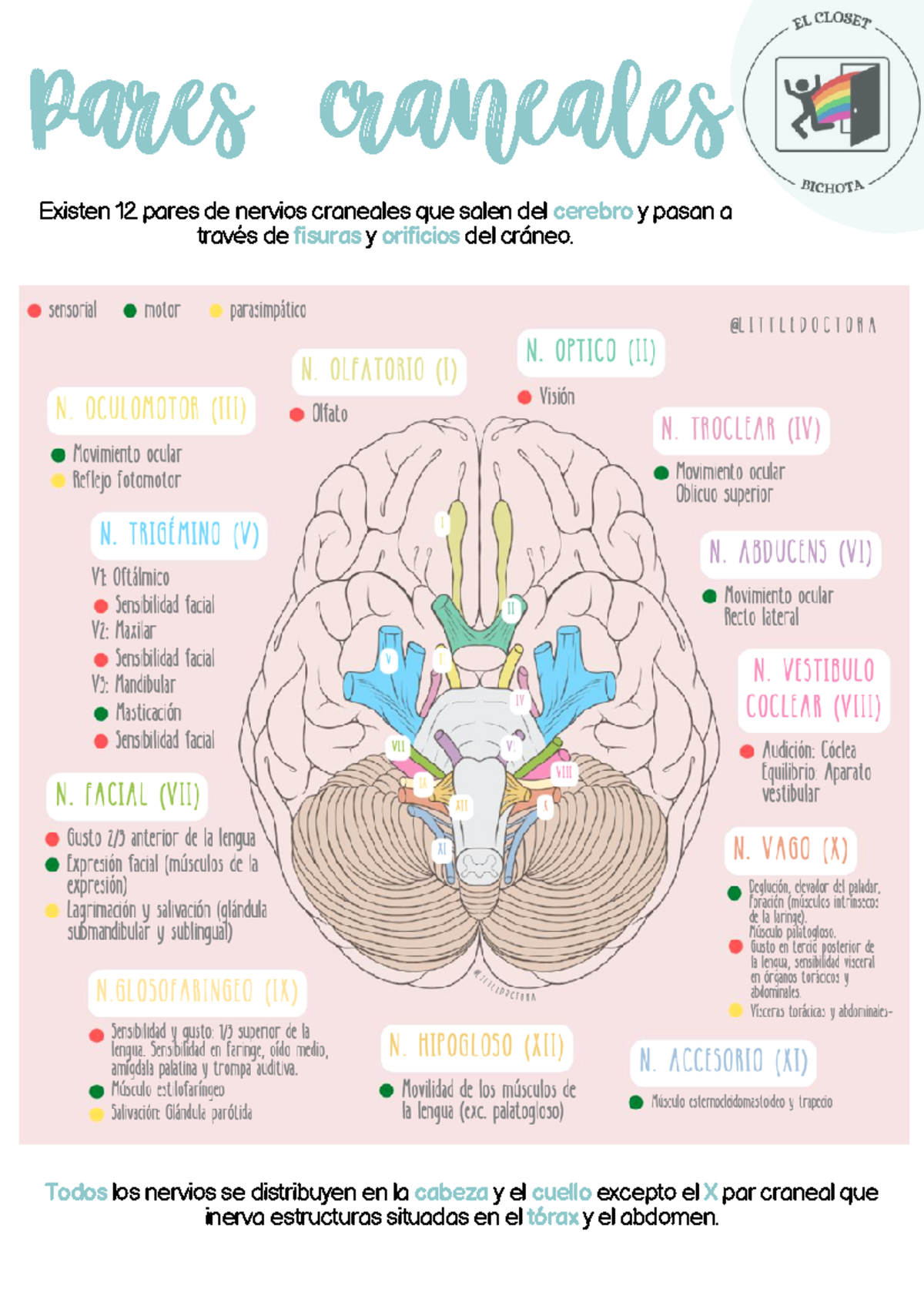 Tabla De Funciones De Los Nervios Craneales