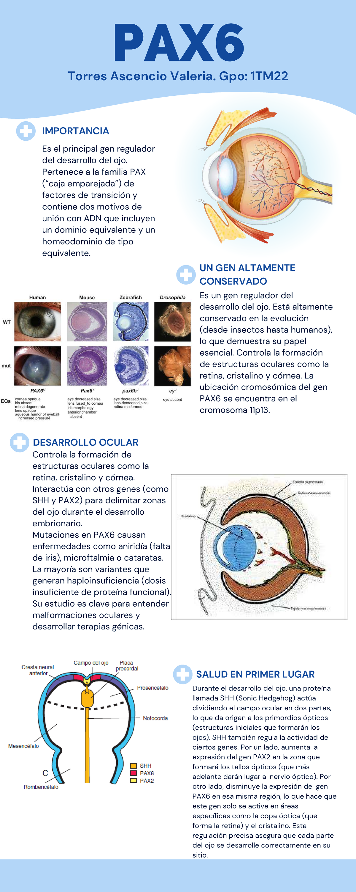 Infografía sobre el Gen PAX6: Importancia y Mutaciones - Studocu