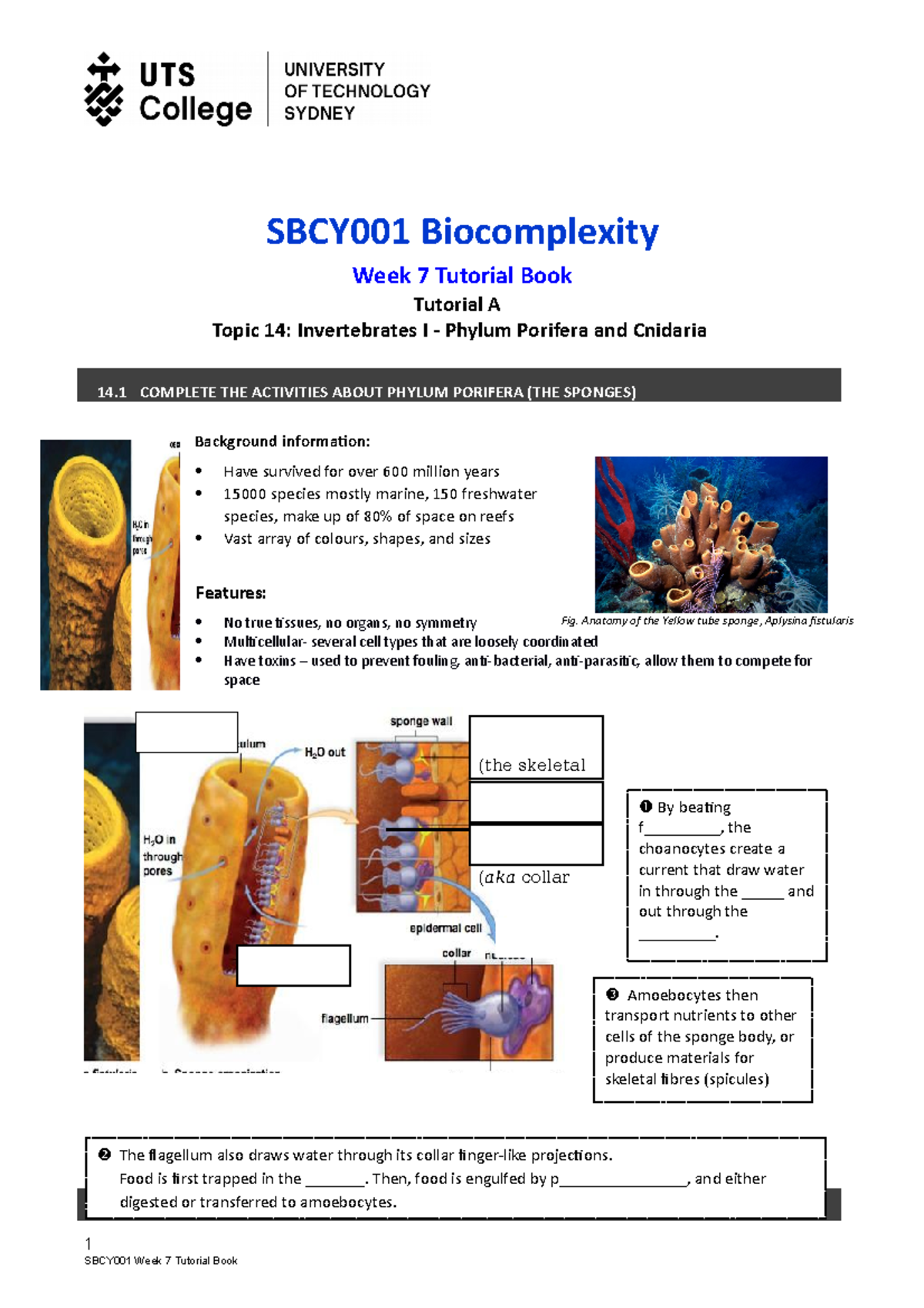 SBCY001 Week 7 Tutorial: Invertebrates I - Porifera & Cnidaria - Studocu