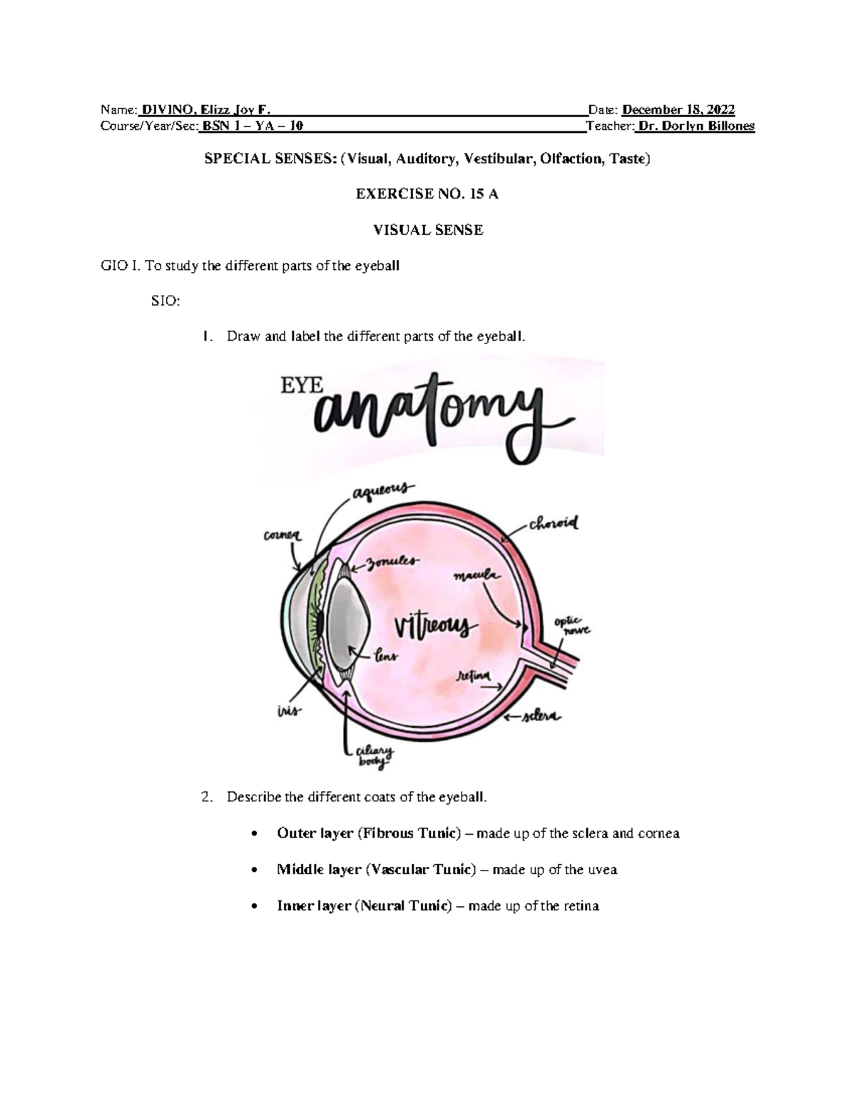 LAB Exercise: Understanding Special Senses in Human Physiology - Studocu