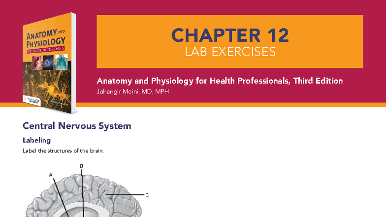 LBEX CH12: Central Nervous System Labeling Exercises - Studocu