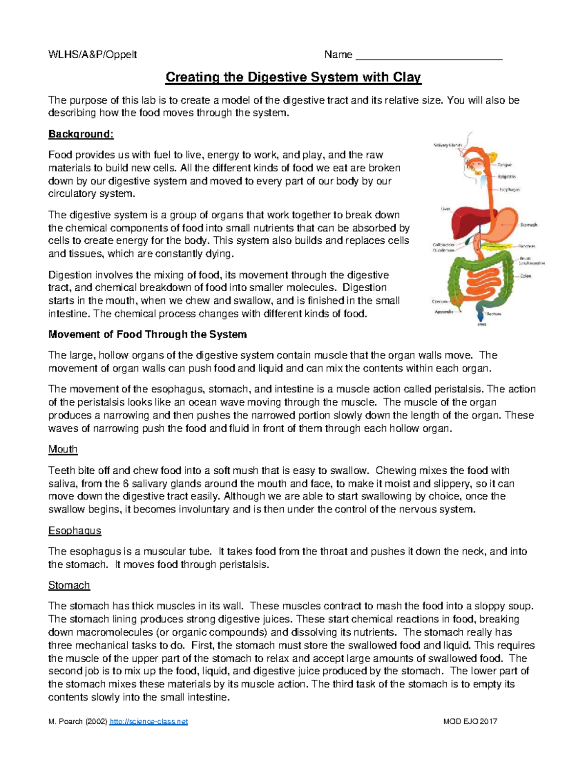 LAB - Creating a Digestive System Model with Clay - Studocu