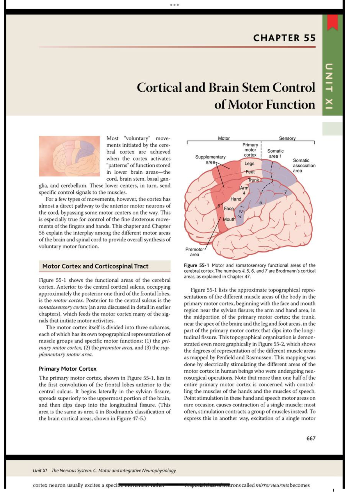 Chapter 55: Motor Function Control in the Brain - Guyton and Hall - Studocu