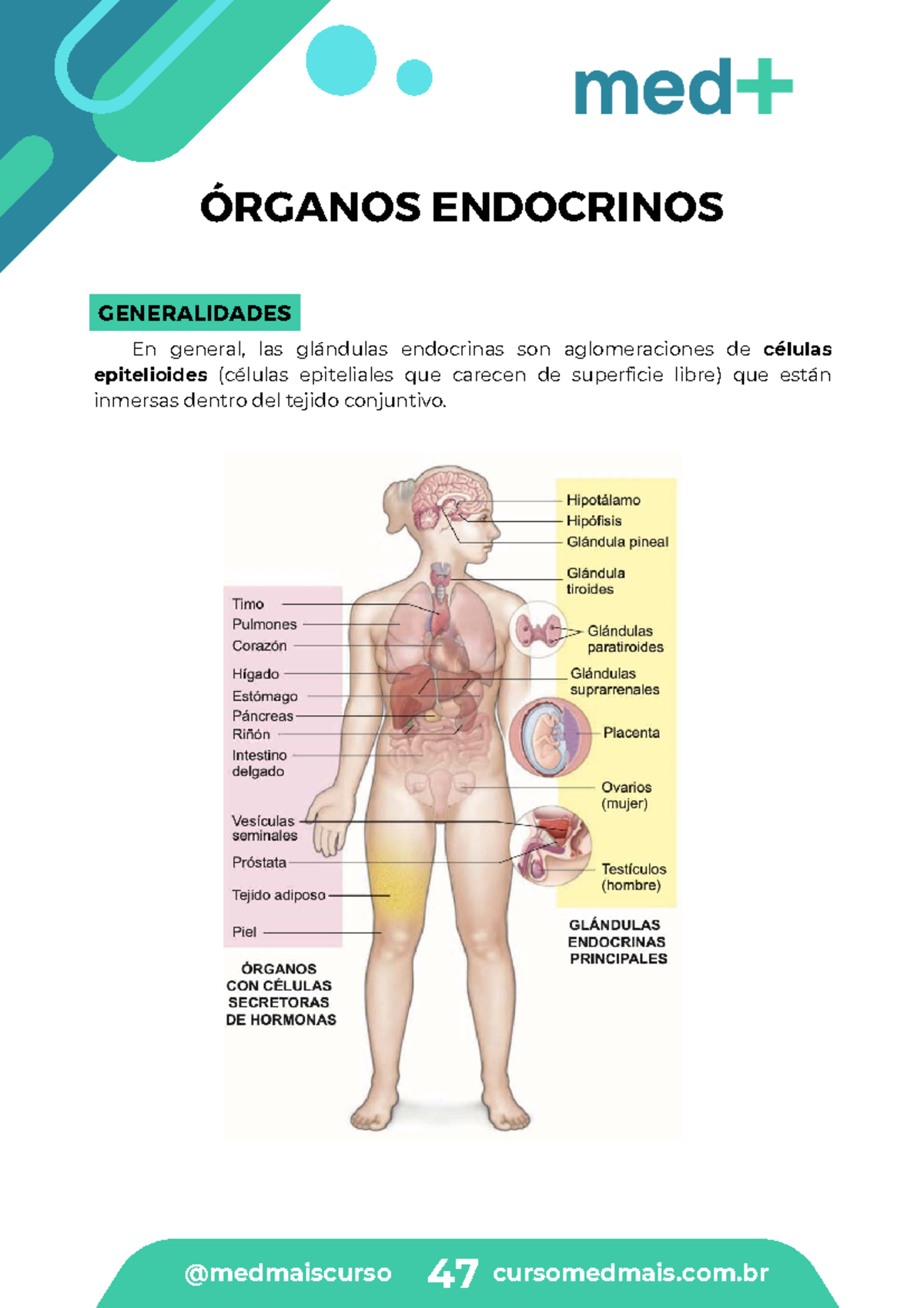 Histología de Órganos Endocrinos - 2º Semestre - Studocu