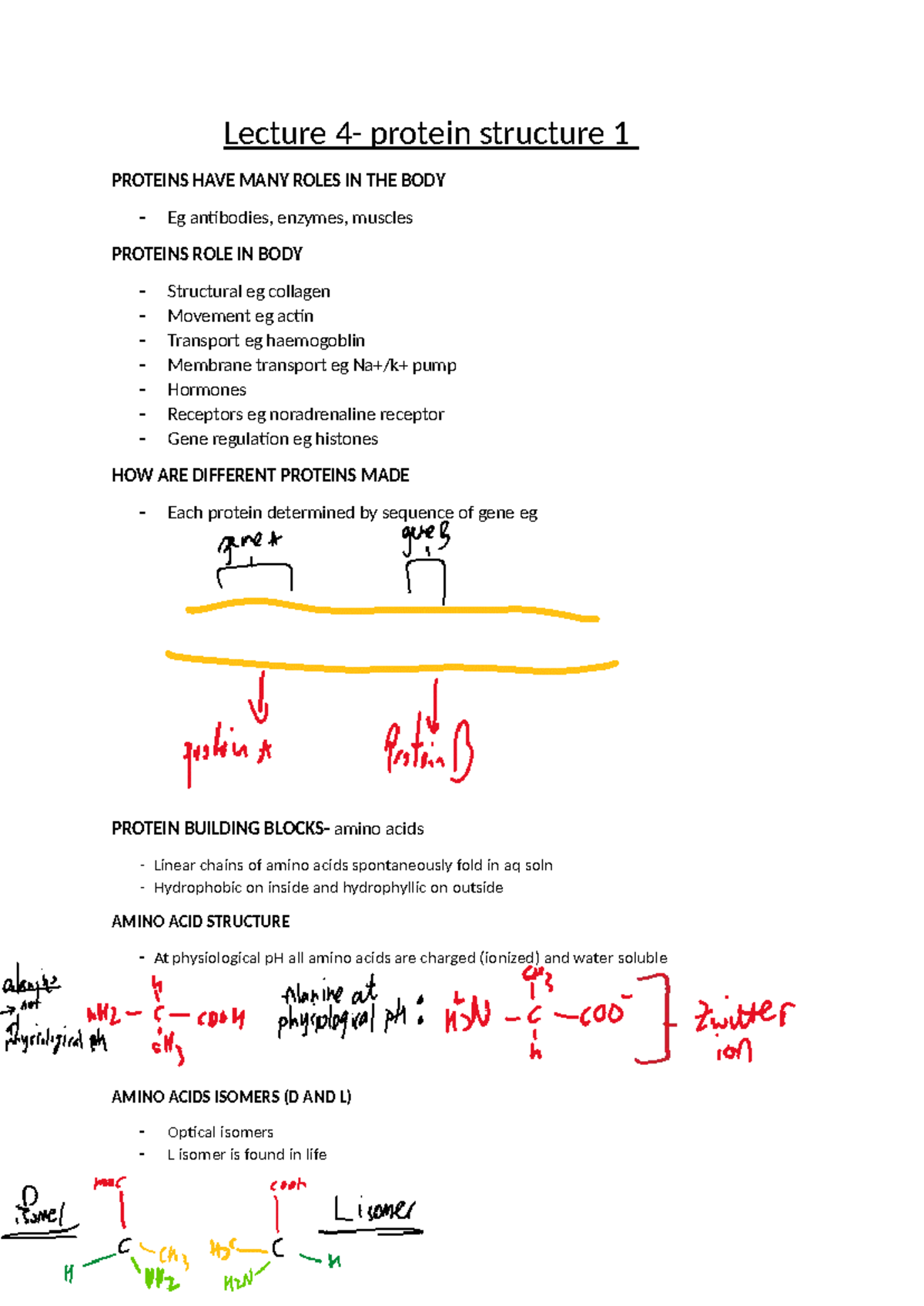 Protein Structure 1 - Lecture Notes on Roles & Amino Acids - Studocu