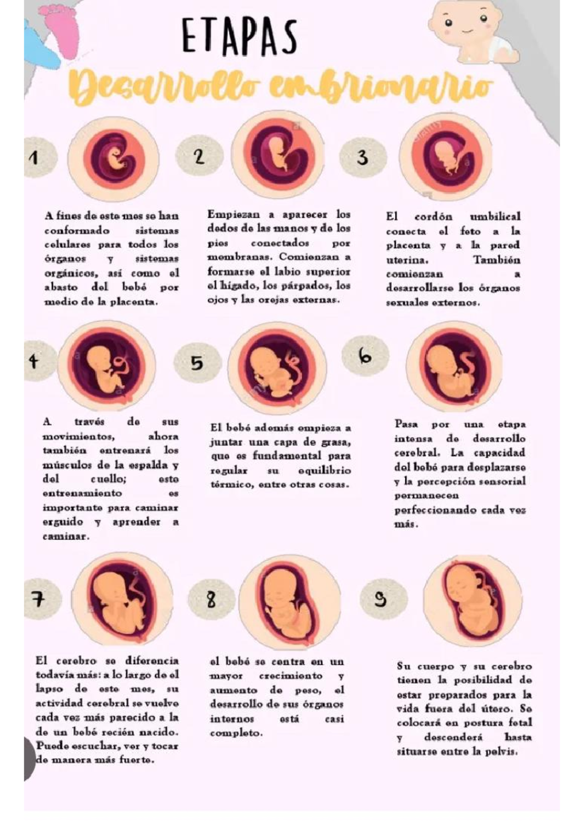 Proceso embrionario humanos - ETAPAS Decarrollo embrionario 1 2 b 3 A ...