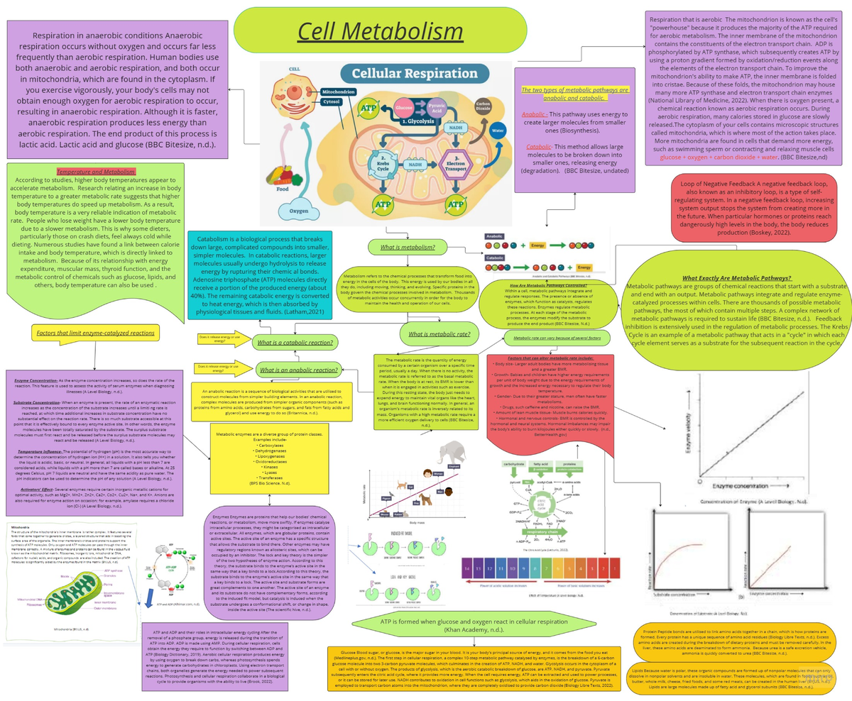 Unit 15;Cell Metabolism Poster - Studocu