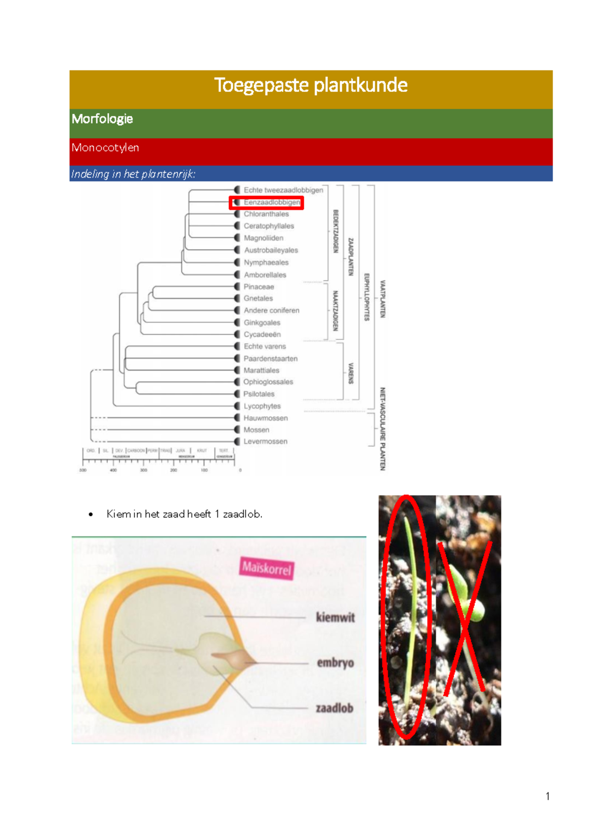 Samenvatting monocotylen - Toegepaste plantkunde Morfologie Monocotylen ...