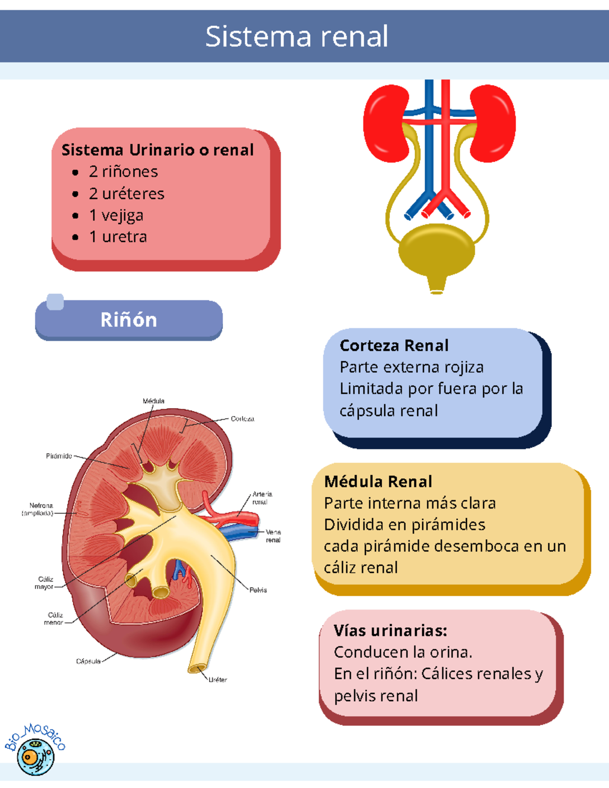 Sistema Renal - Médula Renal Parte interna más clara Dividida en ...