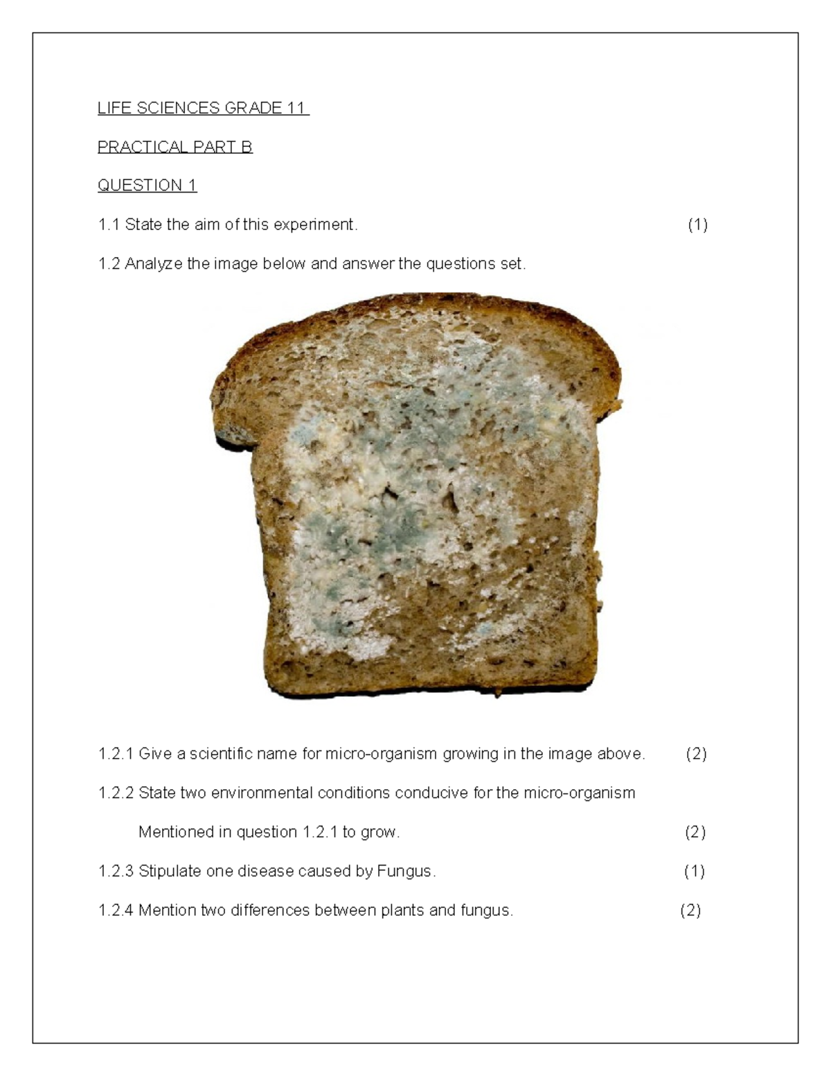 Grade 11 Life Sciences: Bread Mold SBA Practical Questions - Studocu
