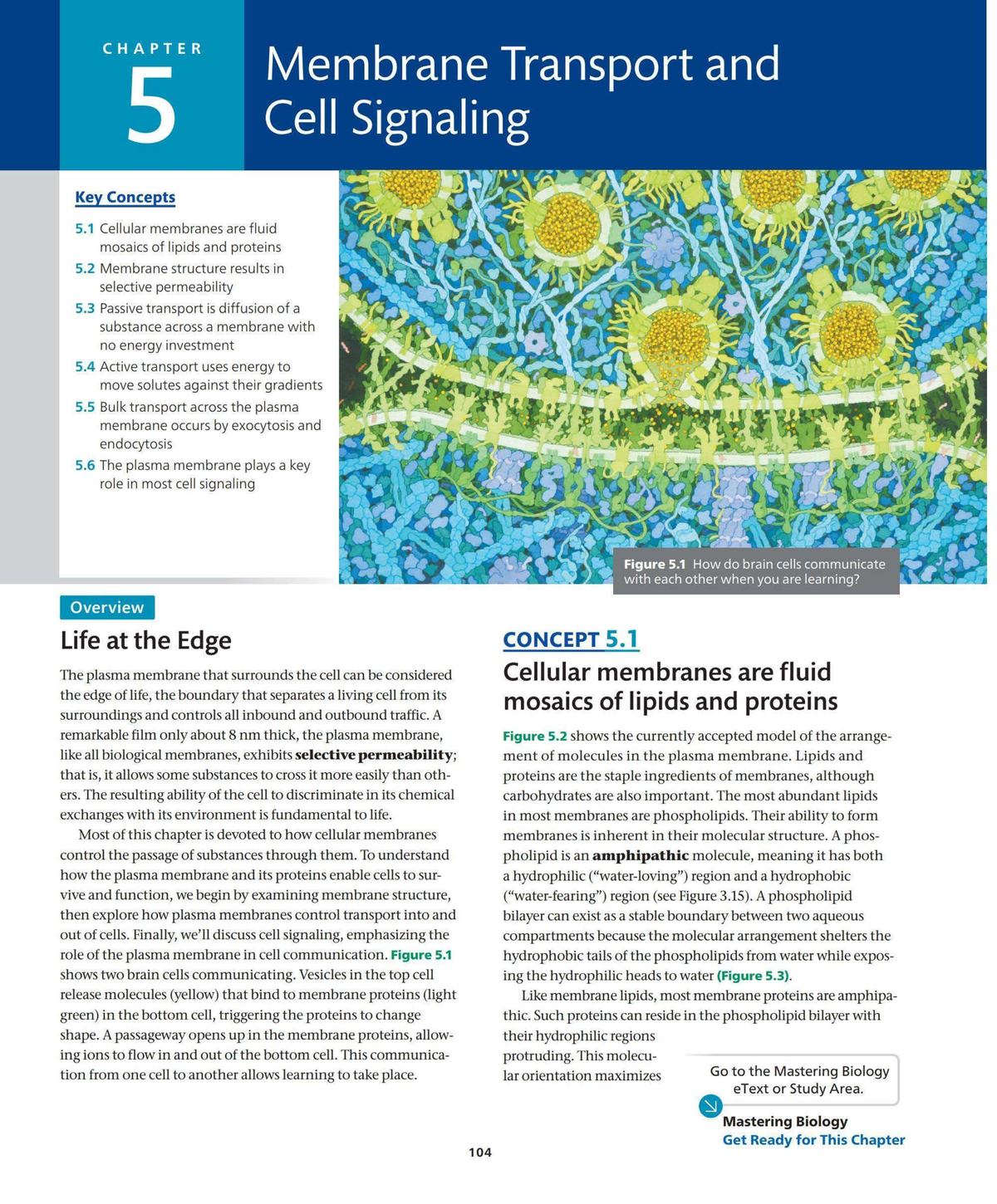 AP Biology Chapter 5: Membrane transport and cell signaling concepts ...