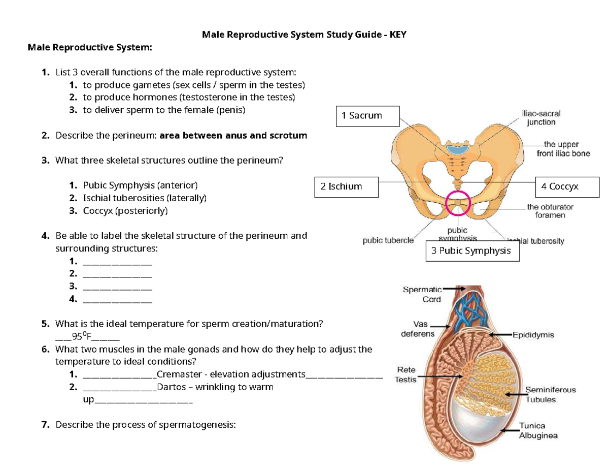 Male and Female Reproductive System Study Guide KEY (BIO 101) - Studocu
