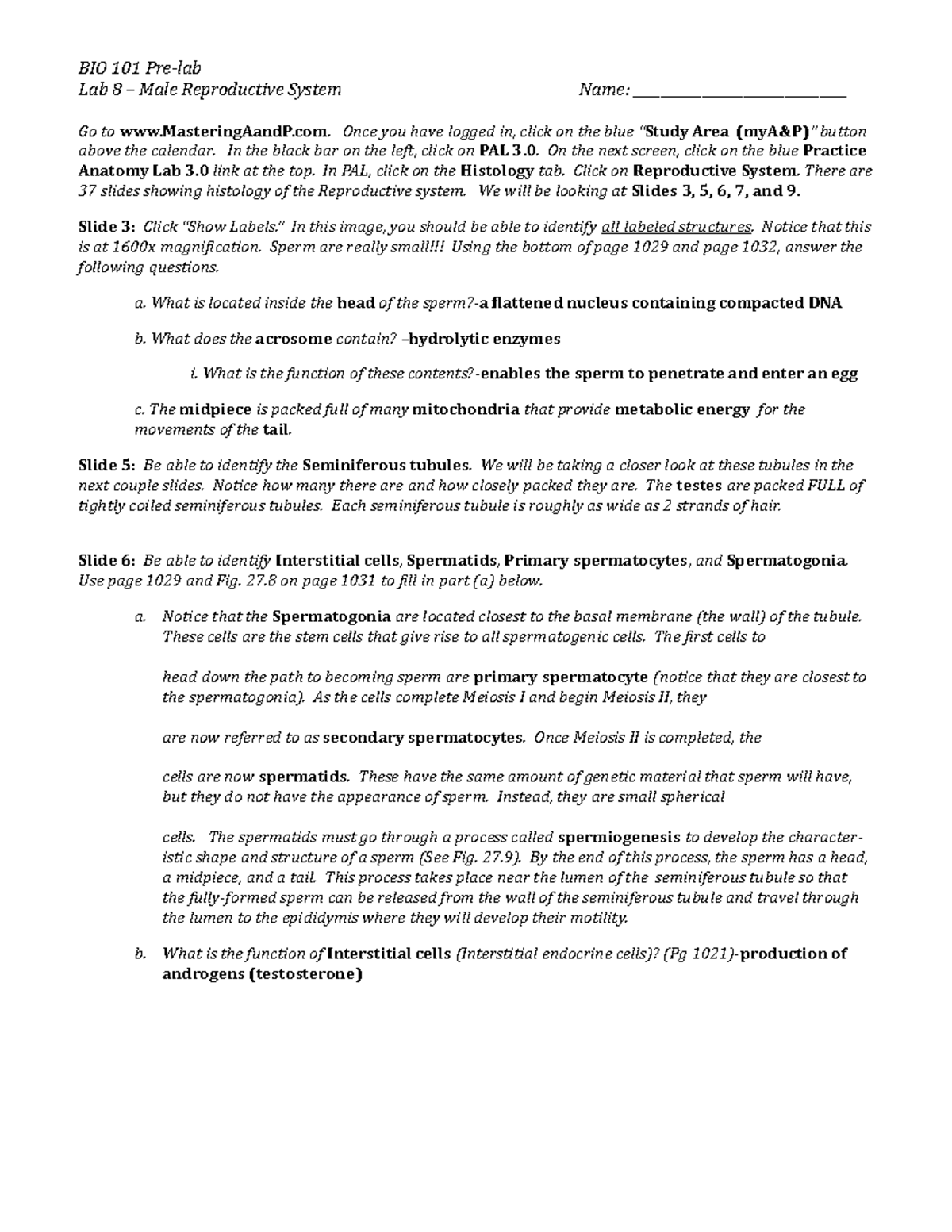 Male Reproductive System Lab - BIO 101 Lab 8 Male Reproductive System ...