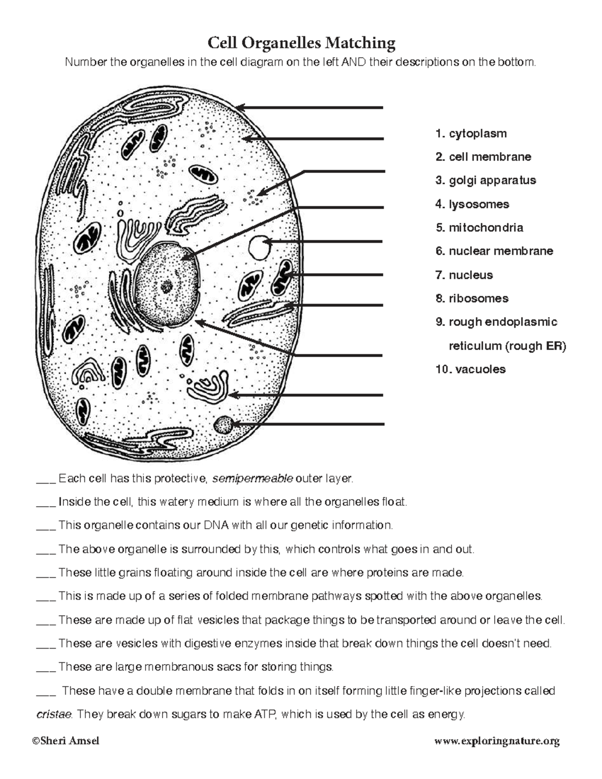 Cell Organelles Matching: Diagram & Descriptions Guide - Studocu